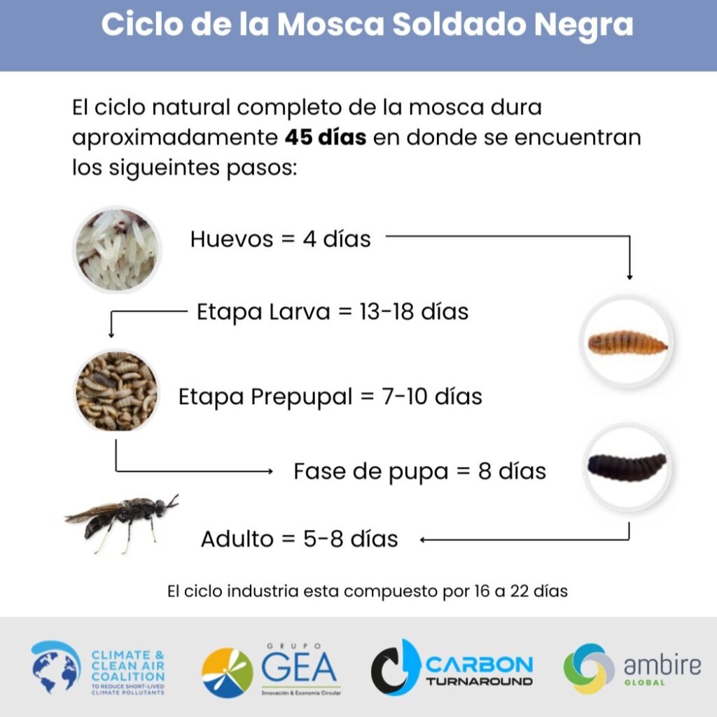 La Mosca Soldado Negra y su contribución a la valorización de los ...